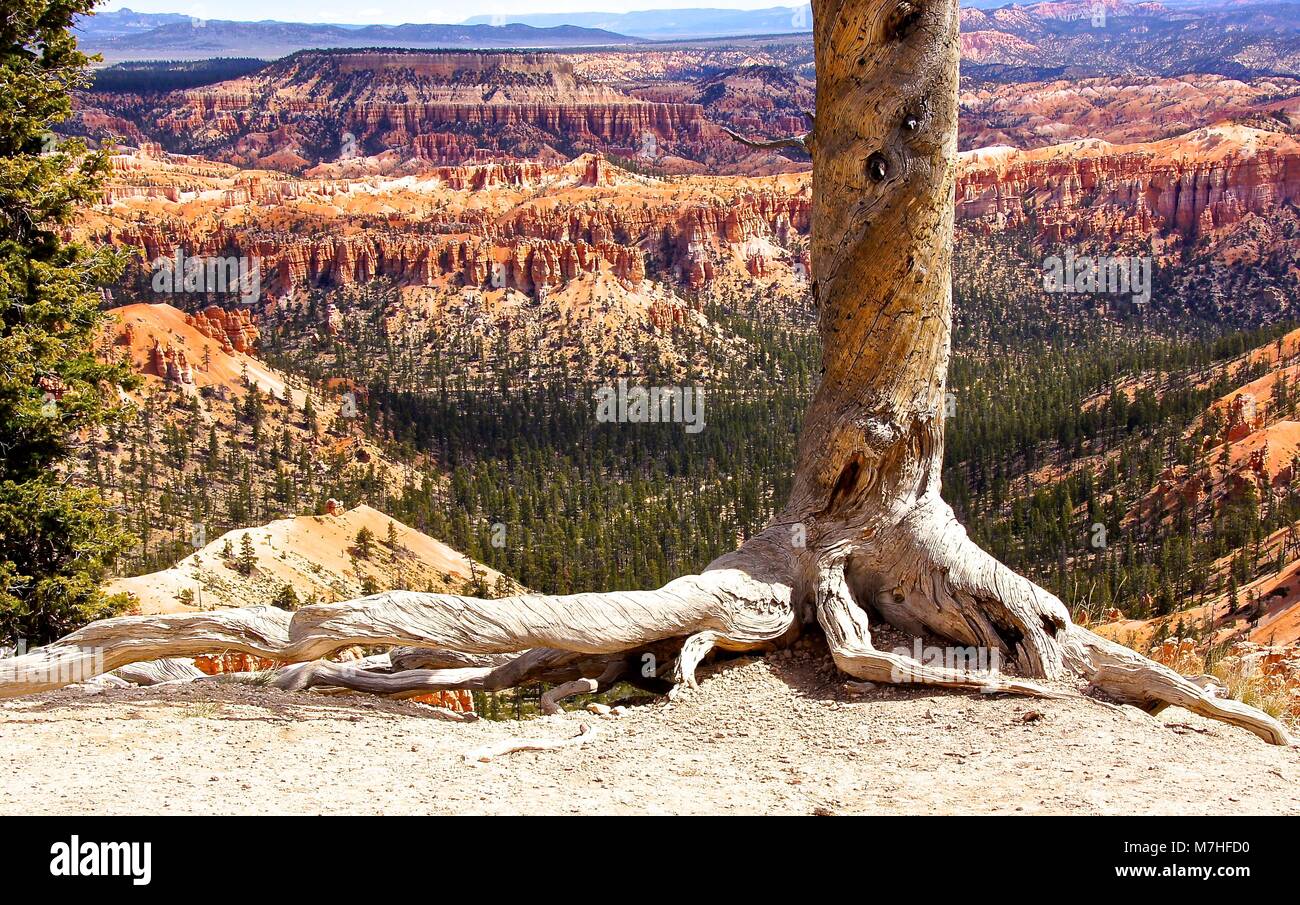 Above ground root system hi-res stock photography and images - Alamy