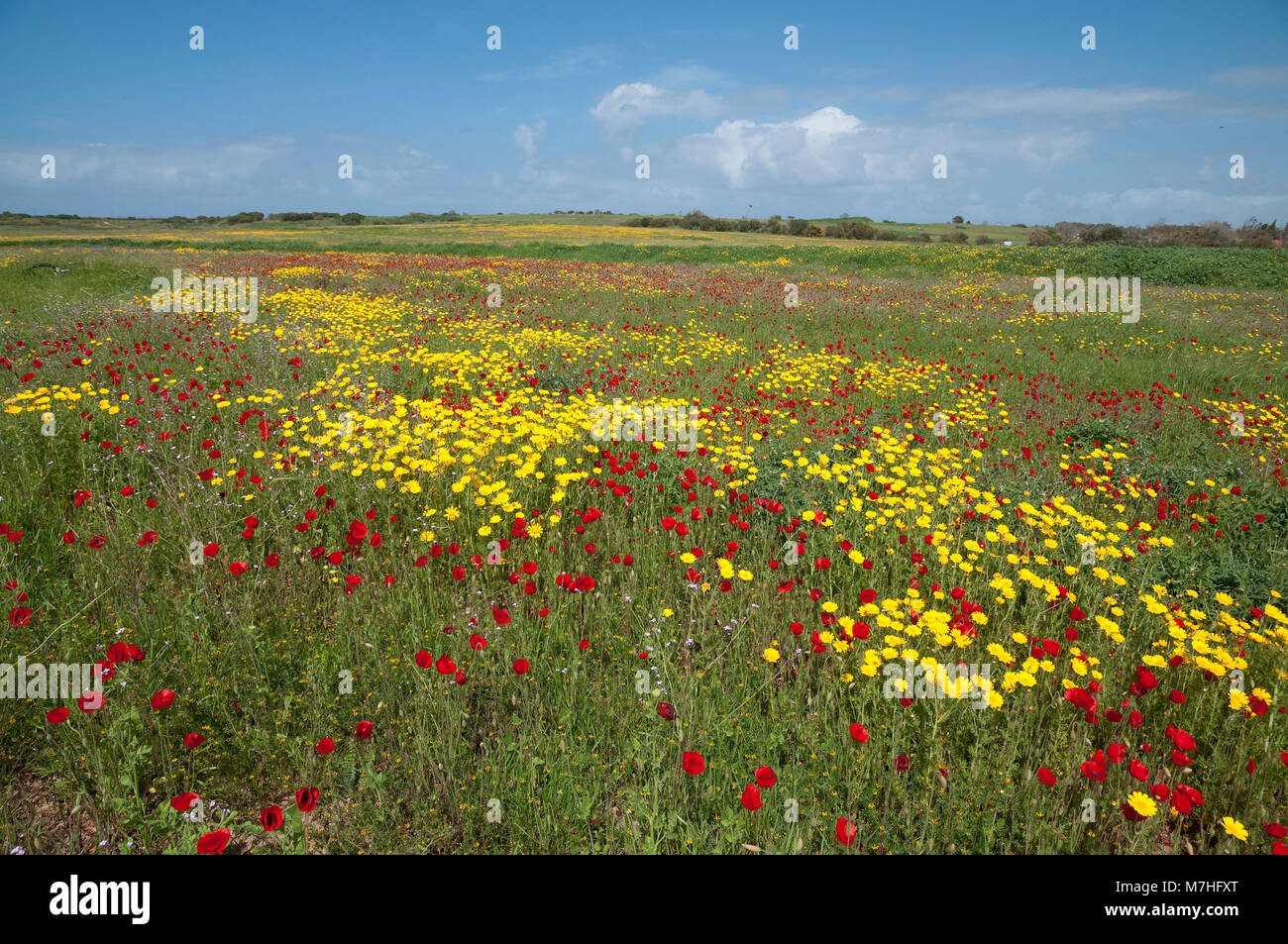 Beautiful colorful wild flowers field Stock Photo - Alamy