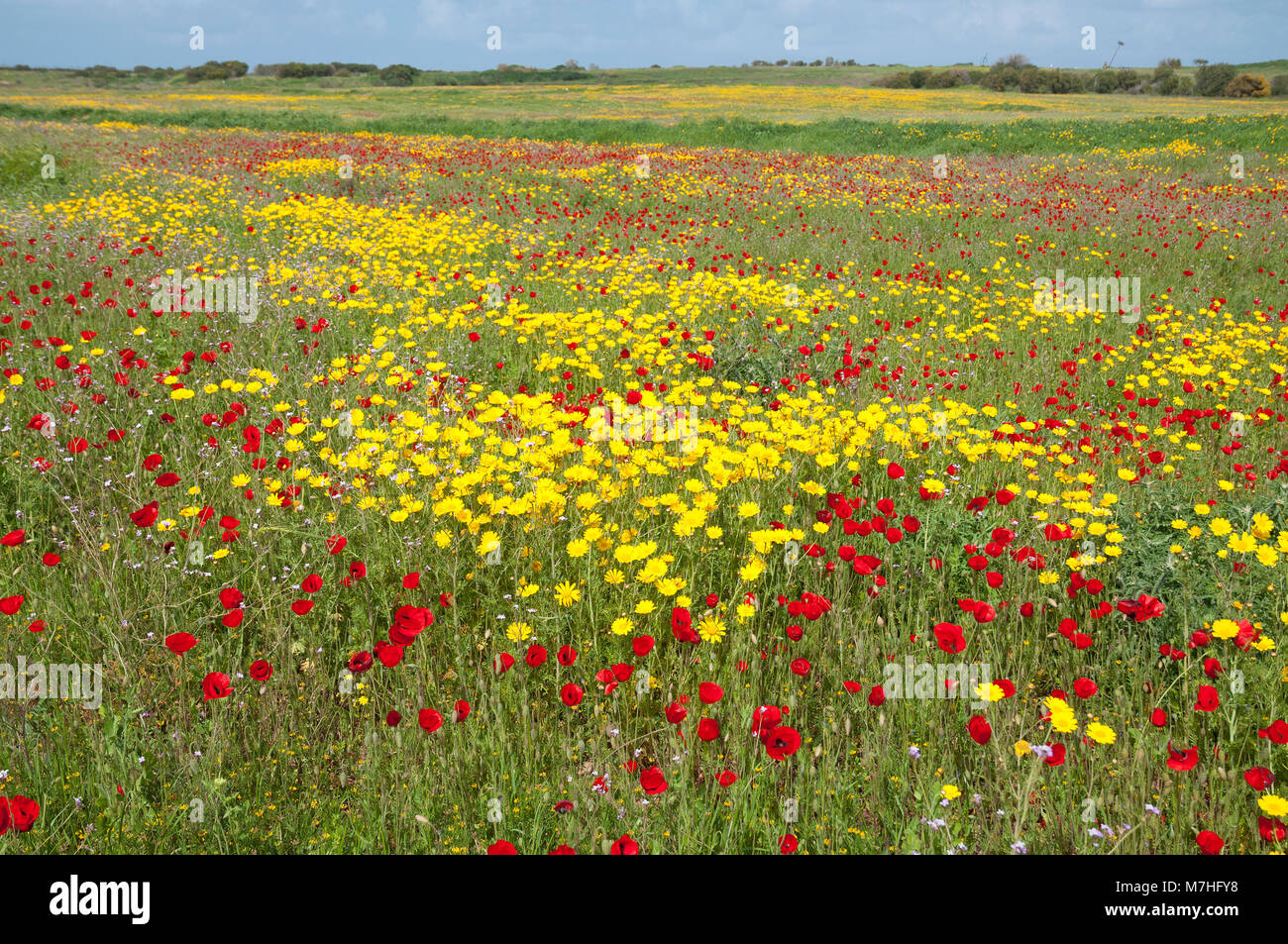 Beautiful colorful wild flowers field Stock Photo - Alamy