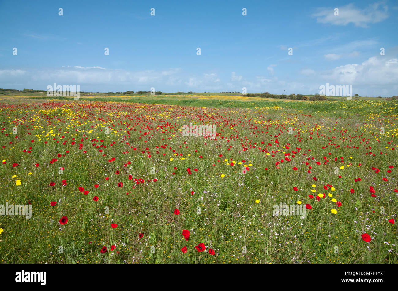 Beautiful colorful wild flowers field Stock Photo - Alamy