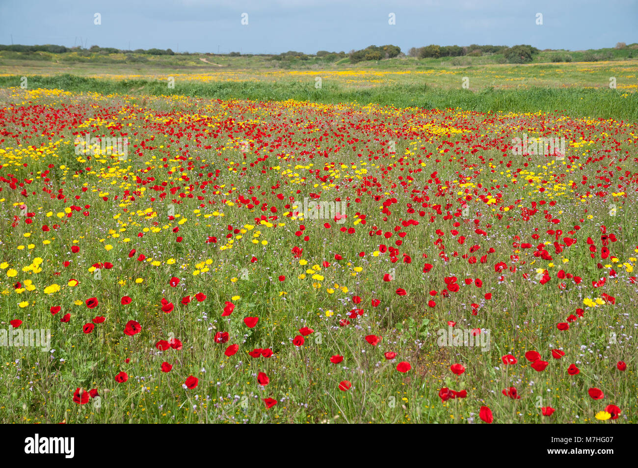 Beautiful colorful wild flowers field Stock Photo - Alamy