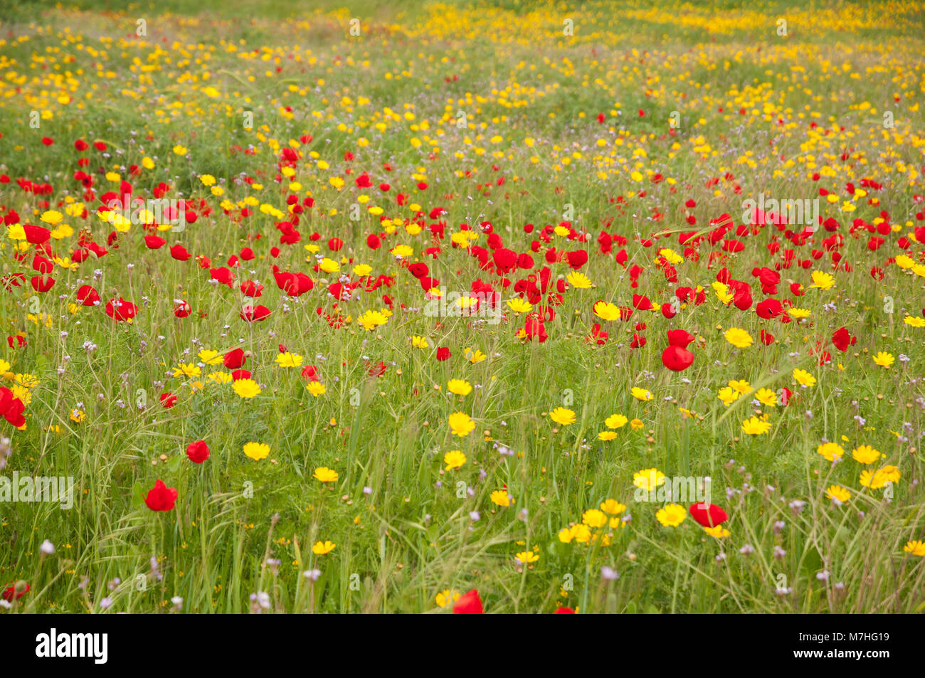 Beautiful colorful wild flowers field Stock Photo - Alamy