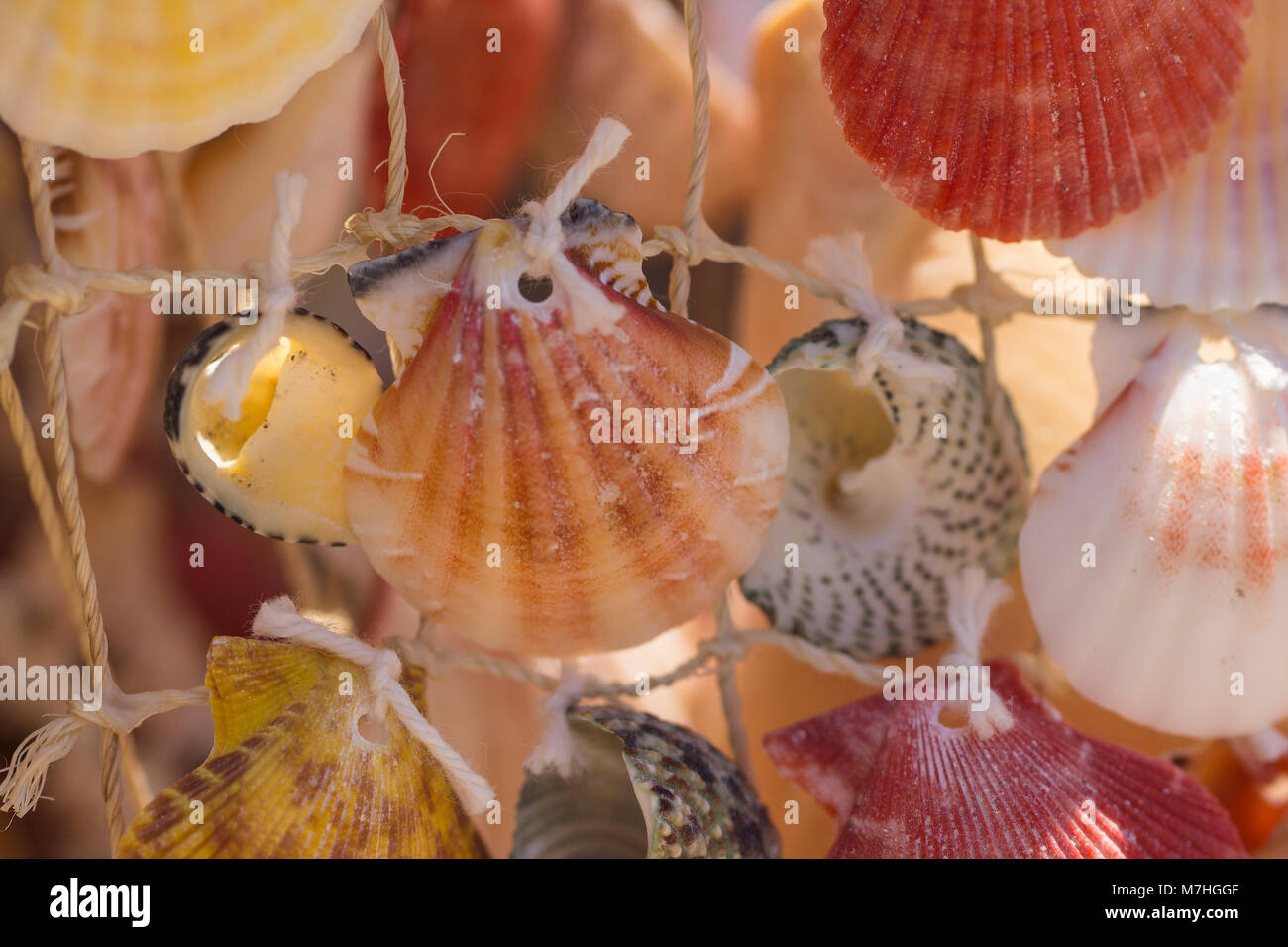 Sea shells in portugal hi-res stock photography and images - Alamy