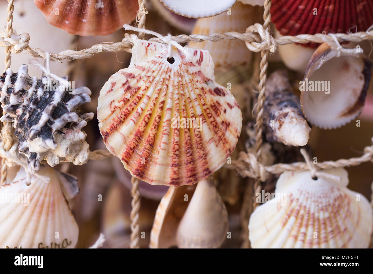 Sea shells in portugal hi-res stock photography and images - Alamy