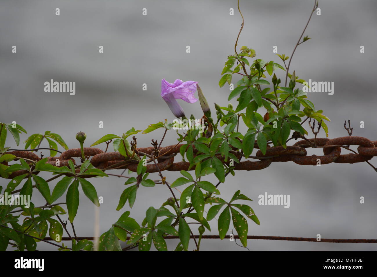 Flowers, Railroad vine flowering with a single pink bloom and green ...