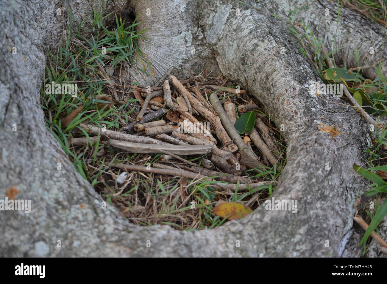 Twisting tree roots hi-res stock photography and images - Alamy