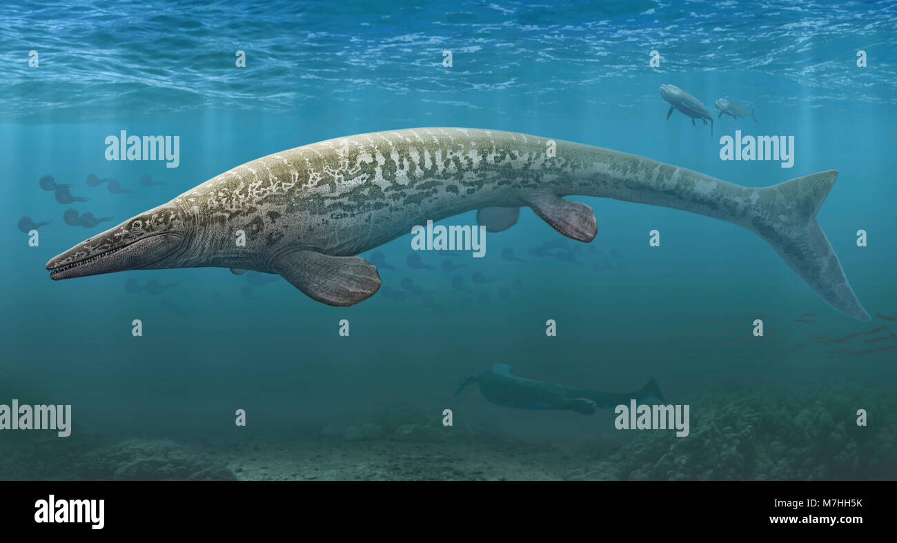 A large Tylosaurus aquatic reptile searches the Cretaceous waters for ...