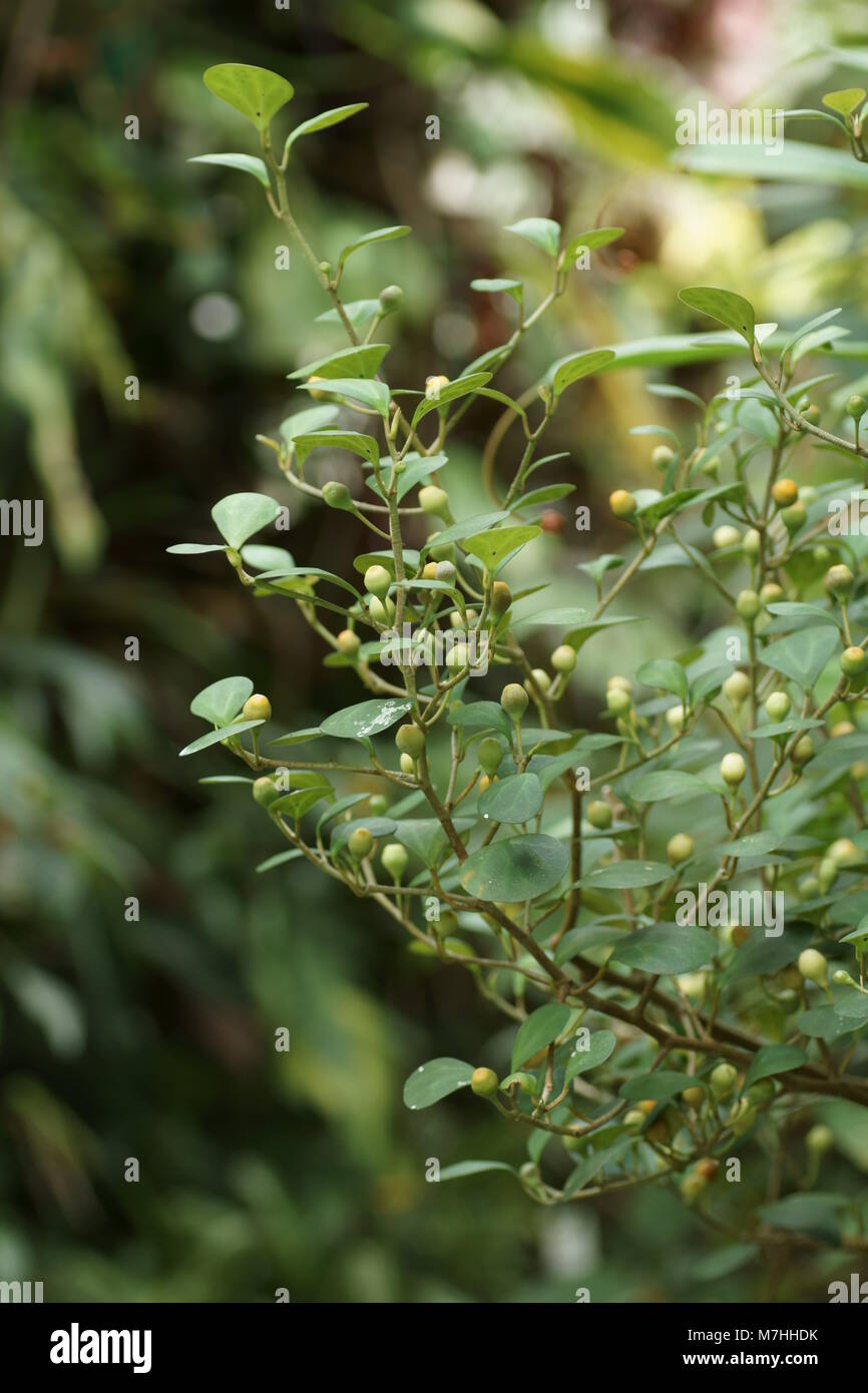 Moraceae botanic gardens hi-res stock photography and images - Alamy