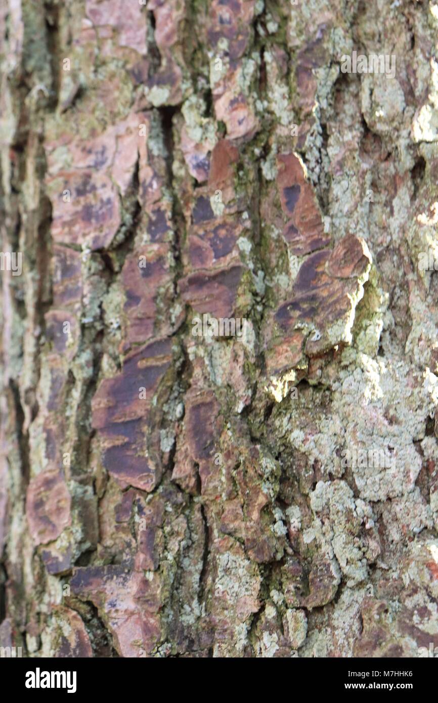 Close up of tree bark Stock Photo - Alamy