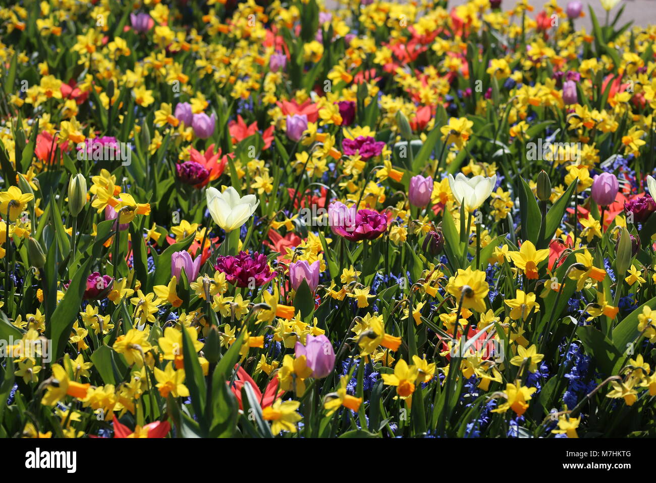 Keukenhof Tulips High Resolution Stock Photography and Images - Alamy