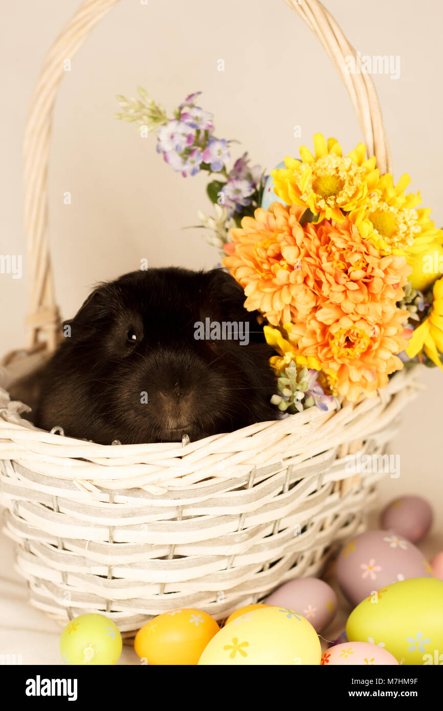 Fluffy guinea pig hi-res stock photography and images - Alamy