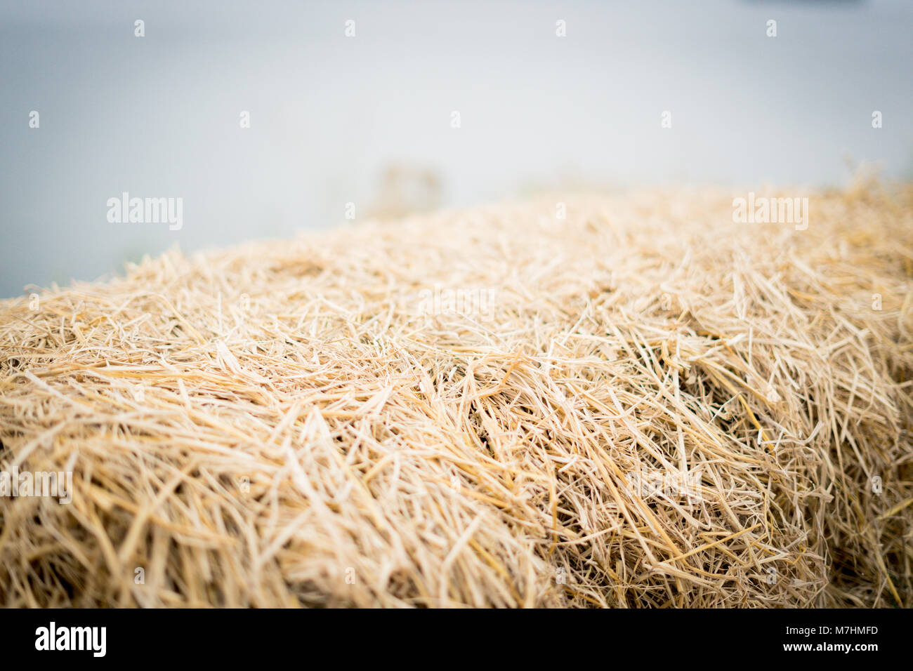 The Straw detail, close up Stock Photo - Alamy