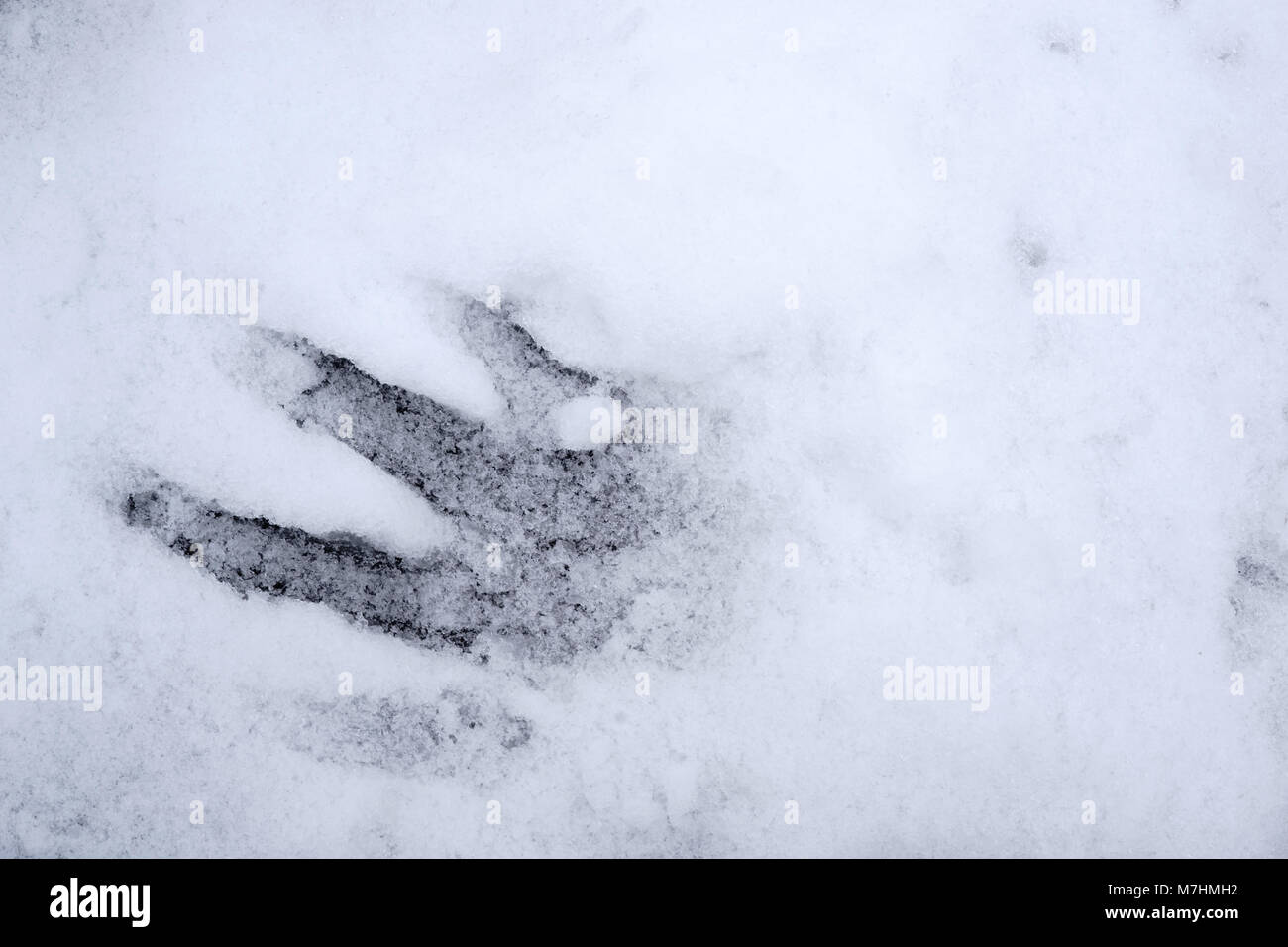 The top view and close-up on a handprint in the thin snow cover Stock ...