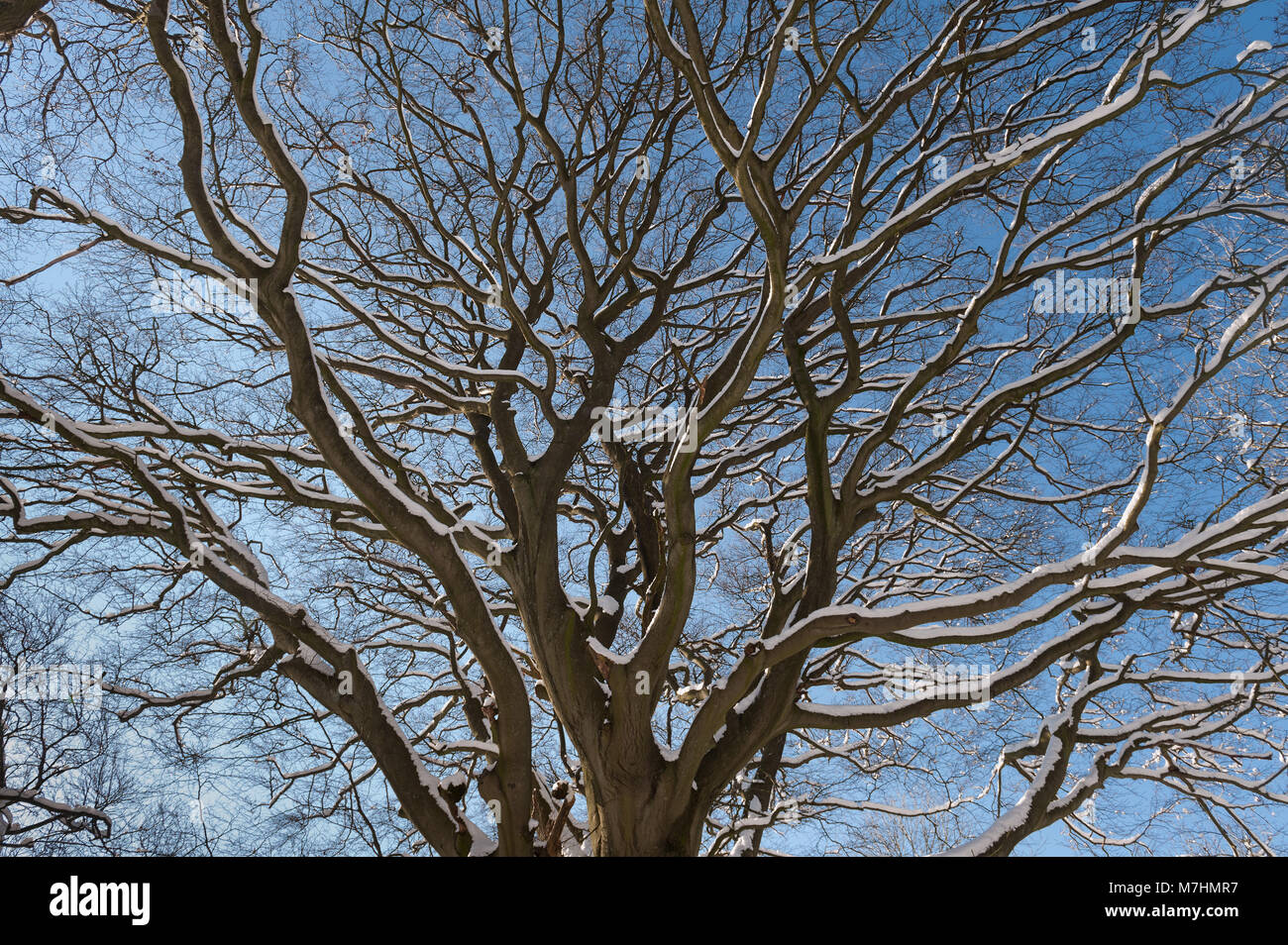 Large massive common Beech tree over 200 years old, Fagus sylvatica ...