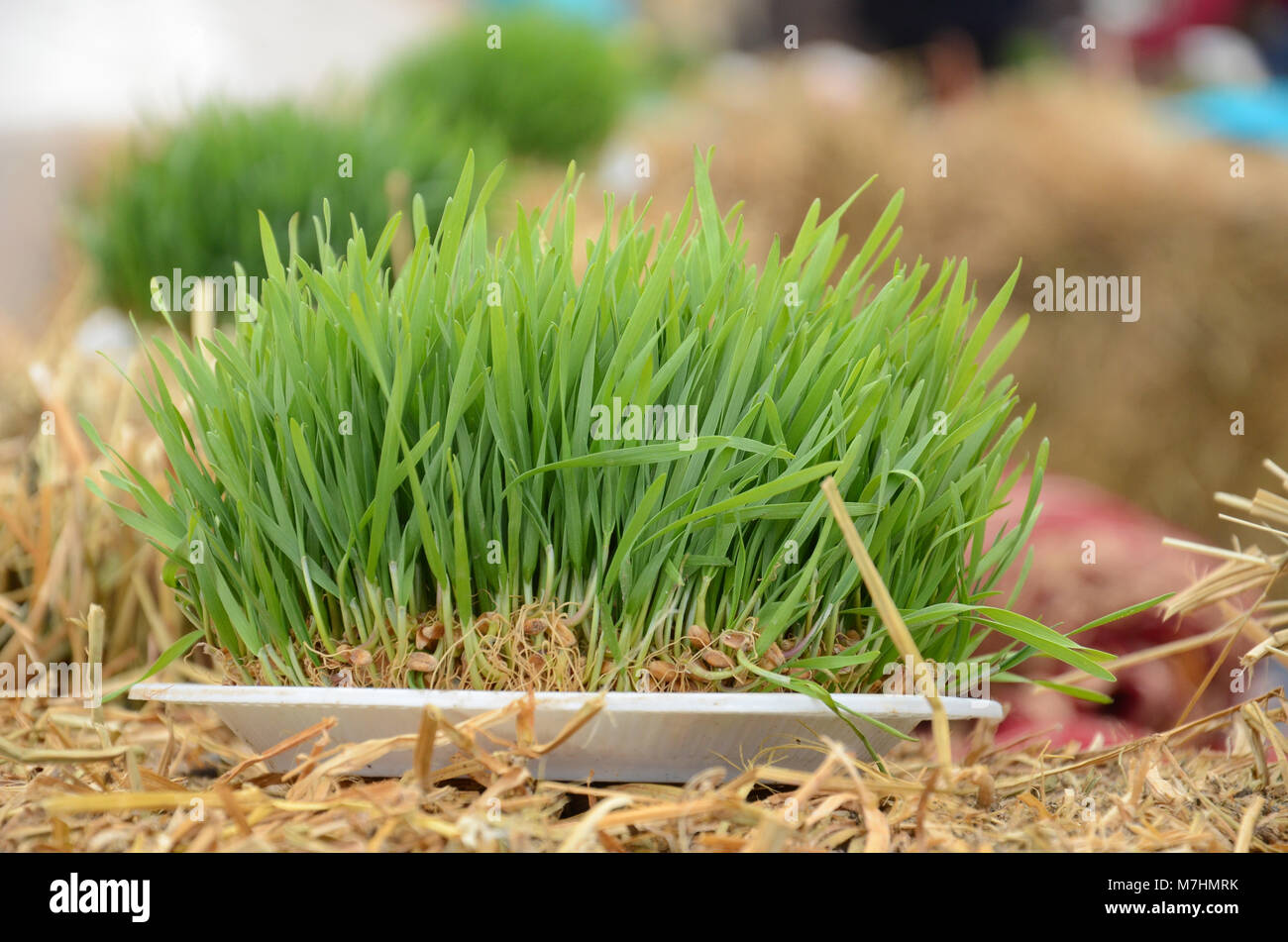 A seminal siege on a red ribbon on a dry grass Stock Photo - Alamy