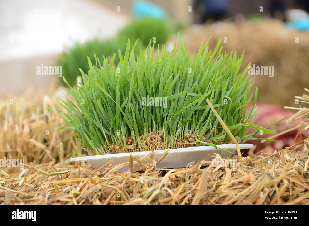A seminal siege on a red ribbon on a dry grass Stock Photo - Alamy
