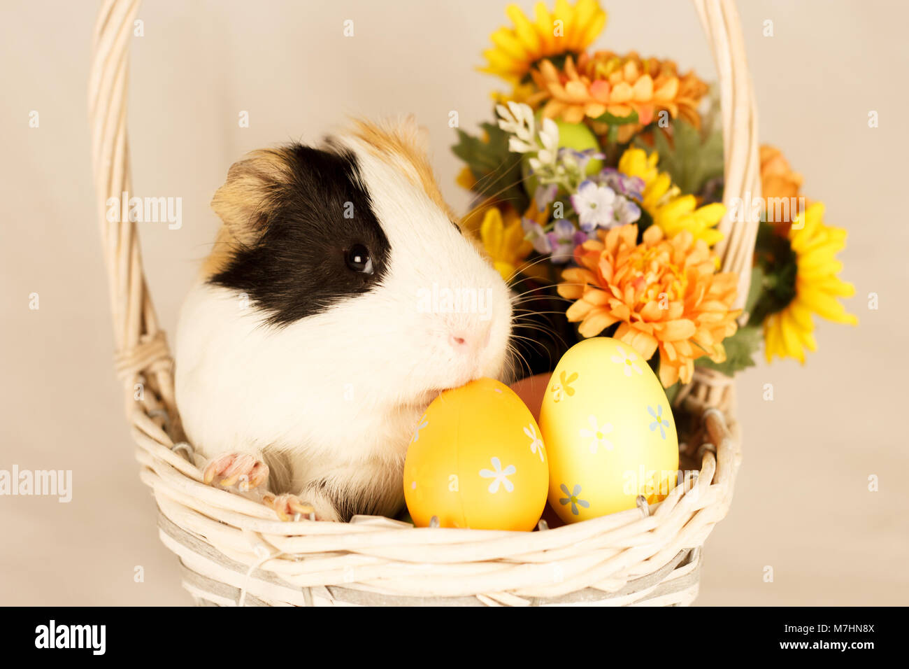 Guinea Pig Happy Easter Stock Photo - Alamy