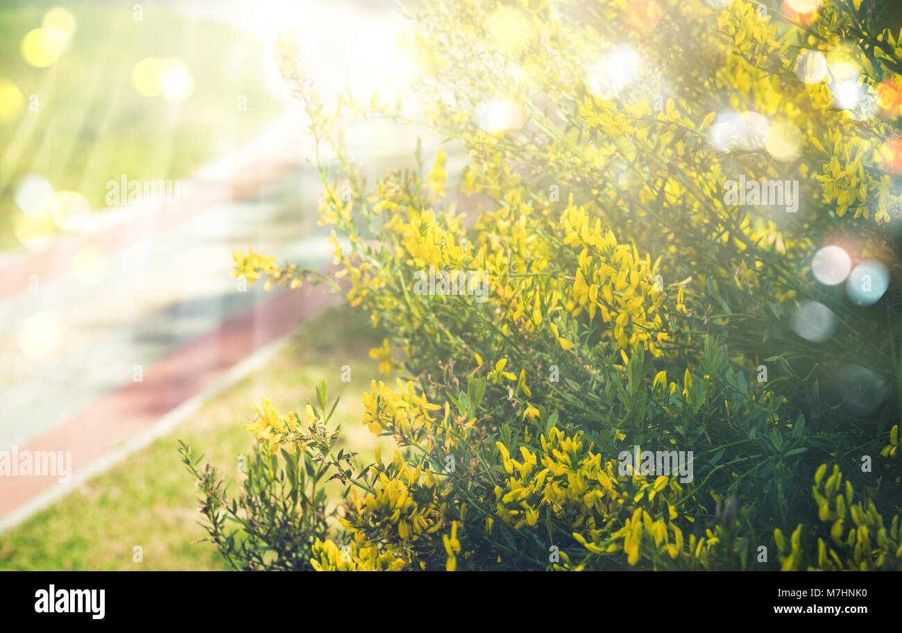 Midsummer gold background with yellow flowers bush, rays of sun and ...