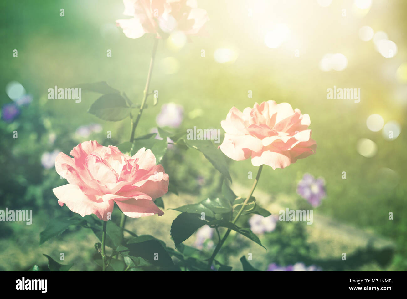 Midsummer roses hi-res stock photography and images - Alamy