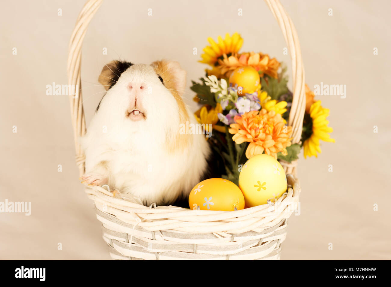 Guinea Pig Happy Easter Stock Photo - Alamy