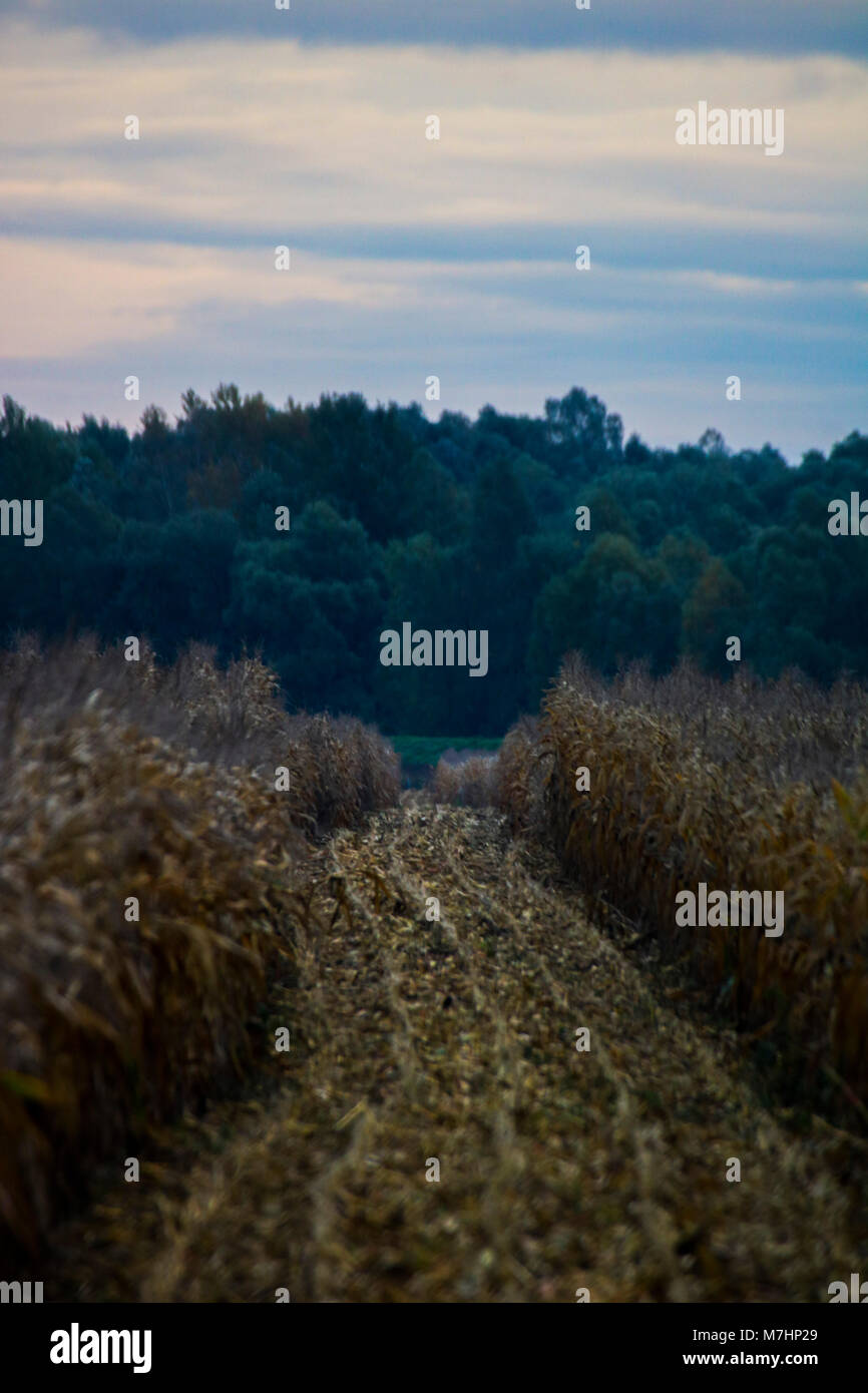 Path in field of corn Stock Photo - Alamy