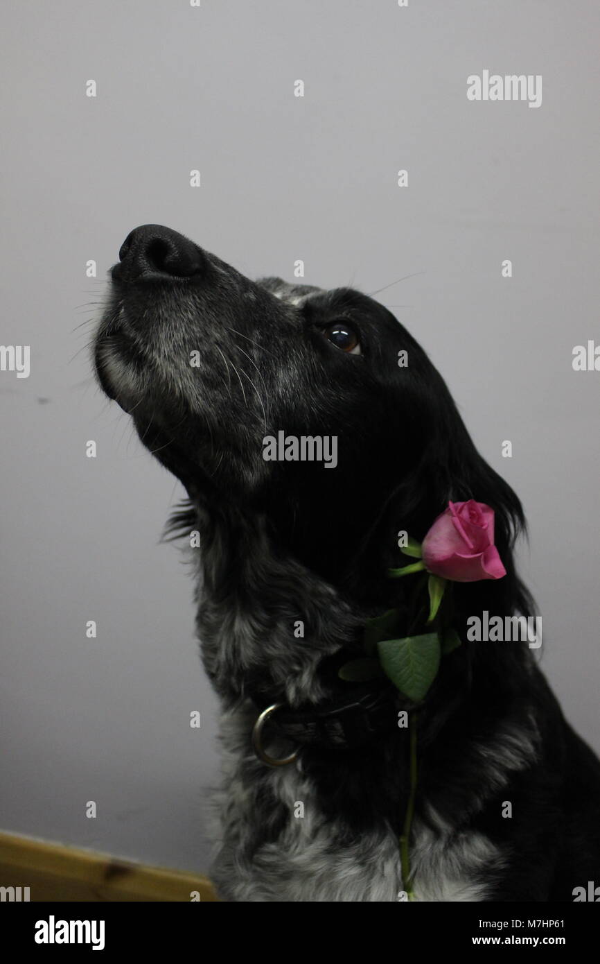 Tig the dog wearing a pink rose for valentines day Stock Photo - Alamy