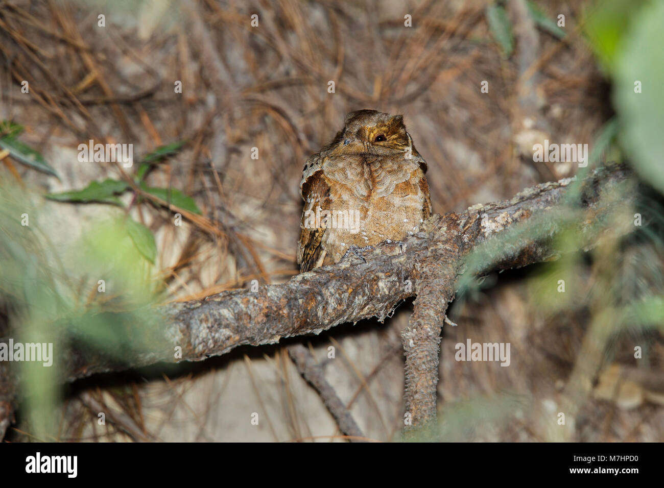 Eared Poorwill Nyctiphrynus mcleodii Cerro de San Juan, Tepic, Nayarit, Mexico 1 March 2018 ...