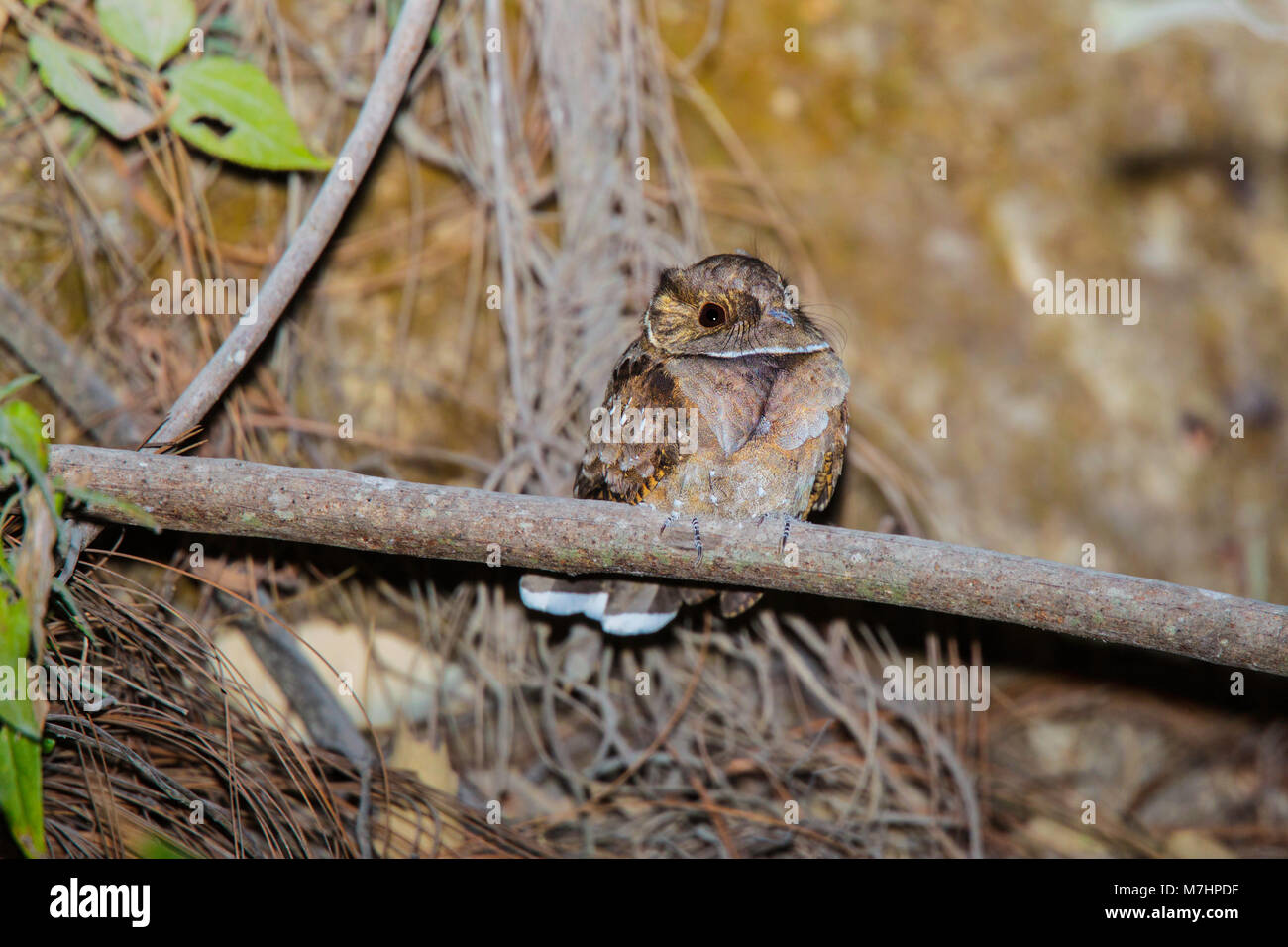 Eared Poorwill Nyctiphrynus mcleodii Cerro de San Juan, Tepic, Nayarit ...