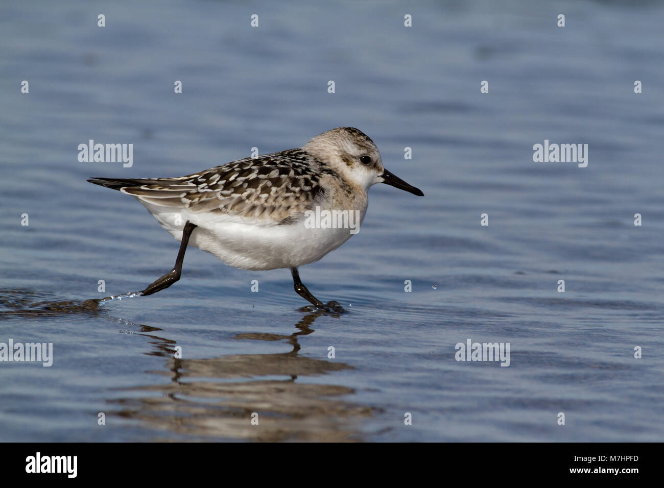 Sanderling running waves hi-res stock photography and images - Alamy