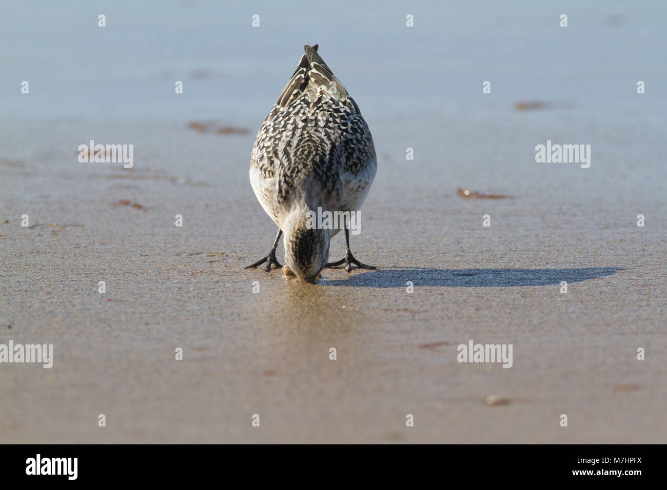 Sanderling uk summer hi-res stock photography and images - Alamy