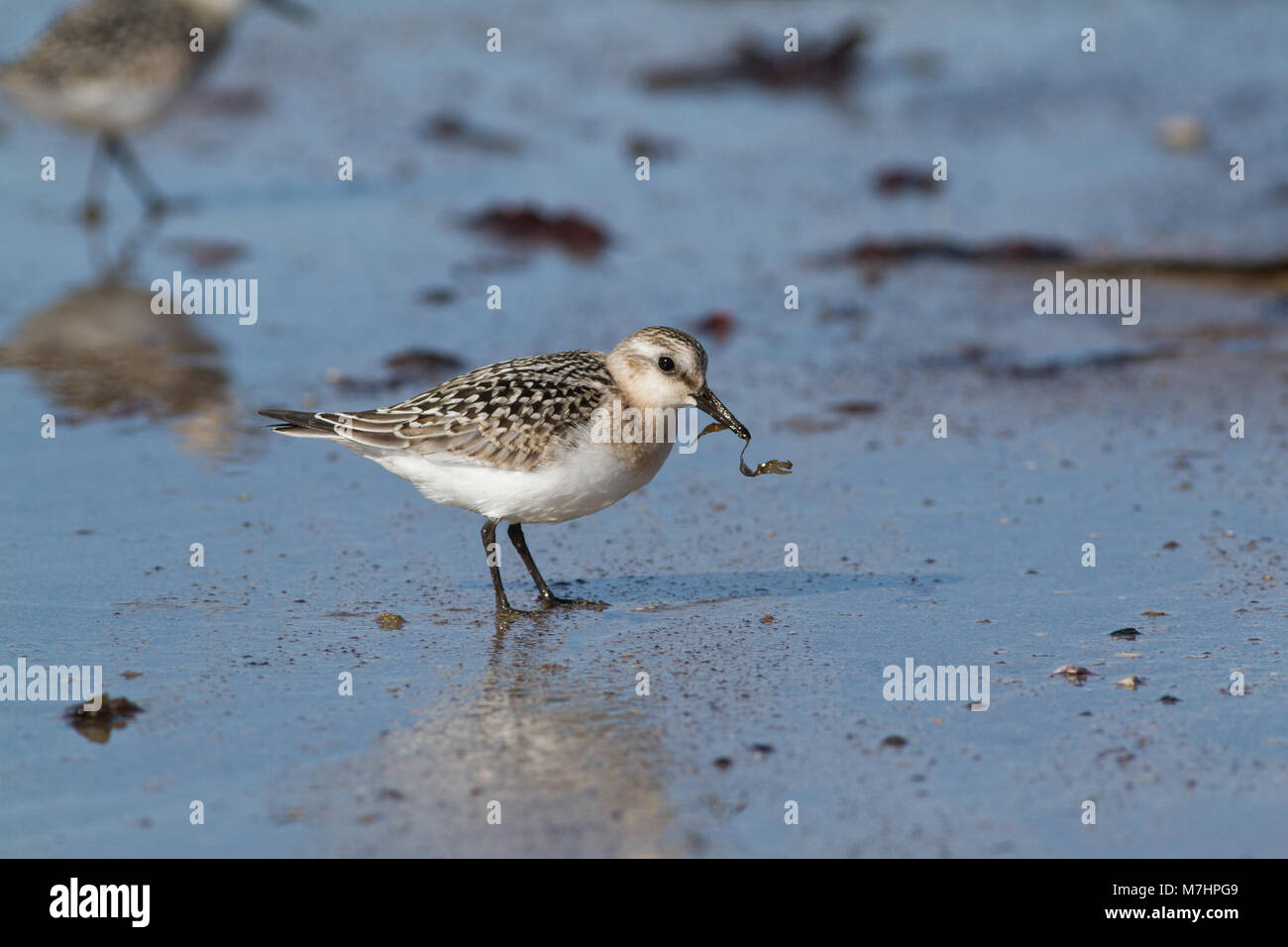 Adult Sanderling, Calidris alba, in summer plumage at Sandend Beach ...