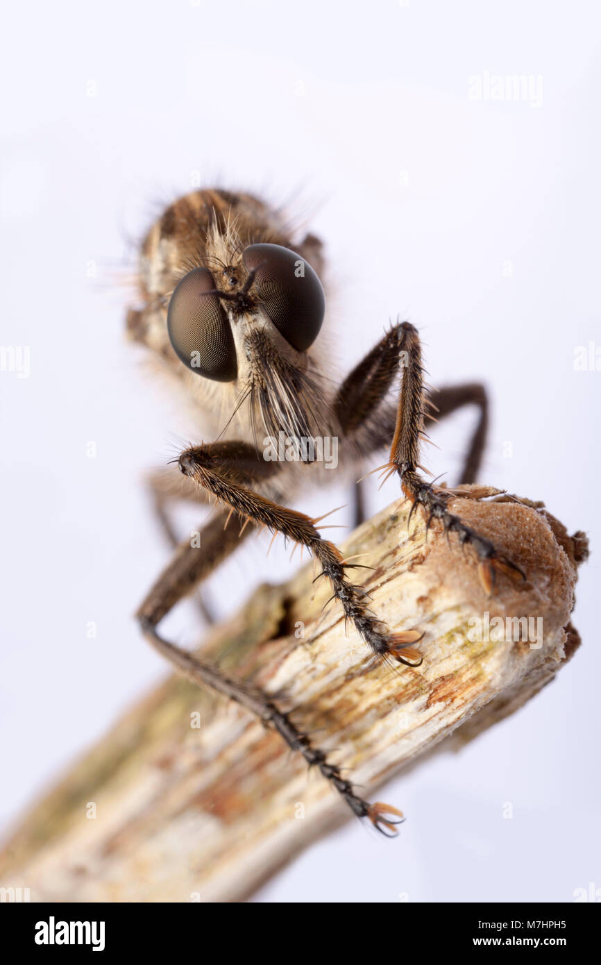 Predator on other insects hi-res stock photography and images - Alamy
