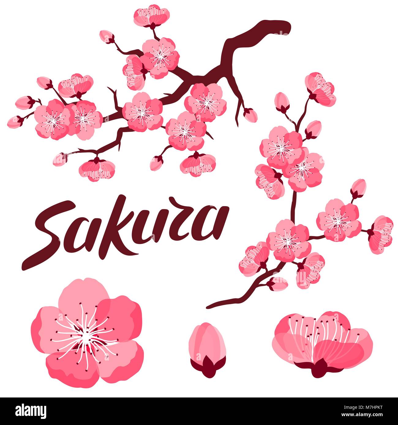 Japanese sakura set of branches and stylized flowers. Objects for ...