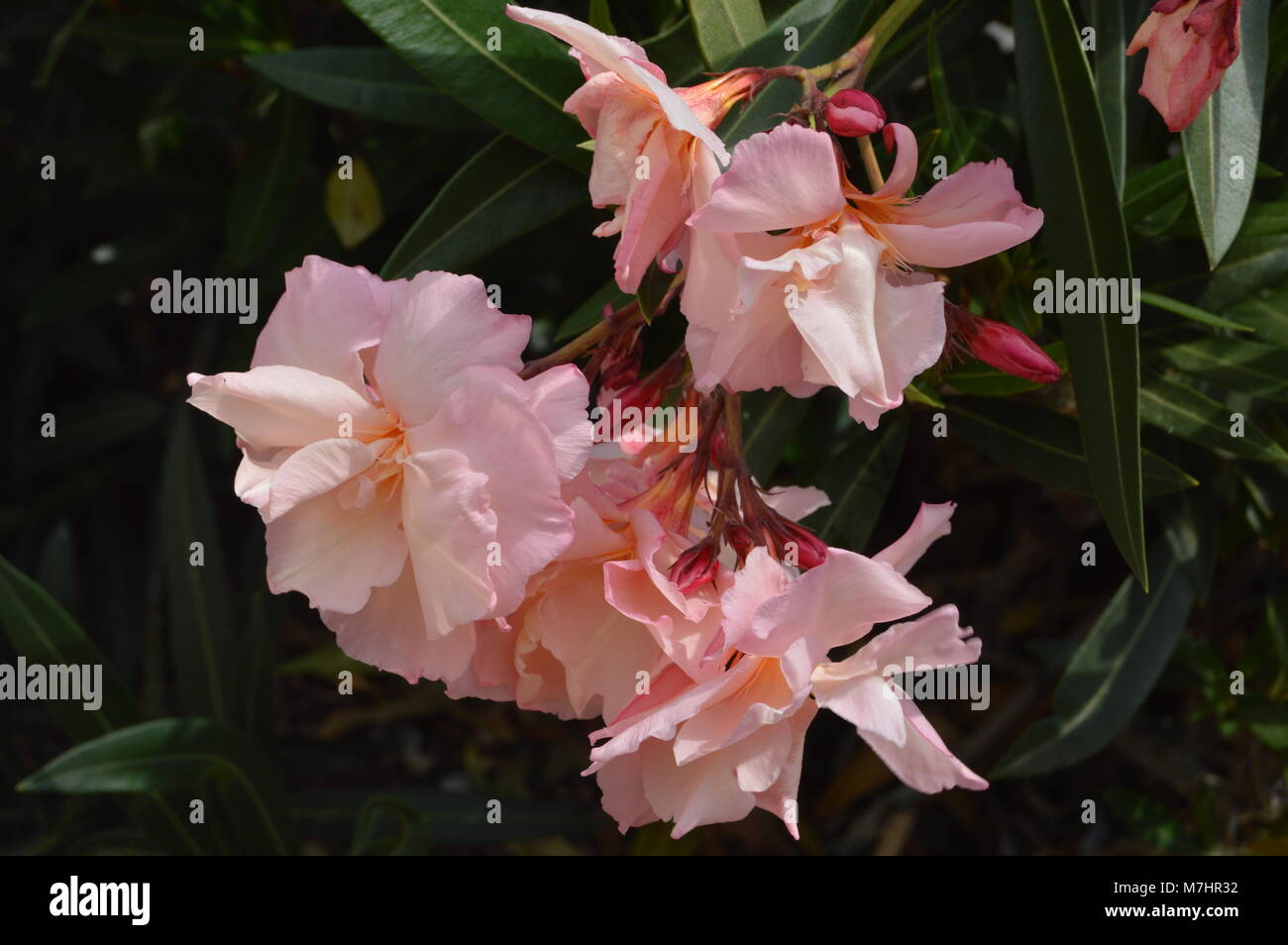 Pink oleander flower Stock Photo - Alamy
