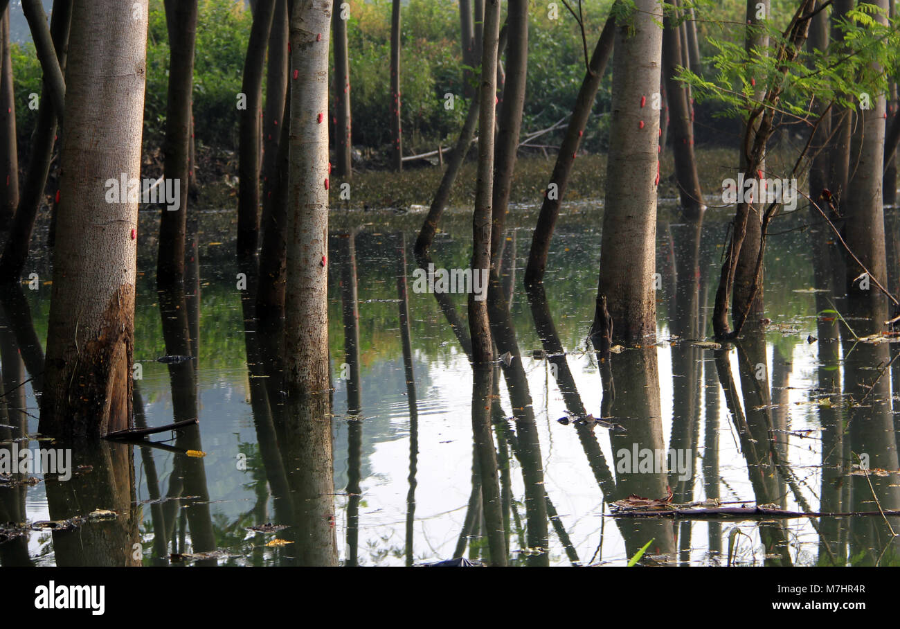 The tree on the banks of a riverside, Citarum River, Bandung, Indonesia ...