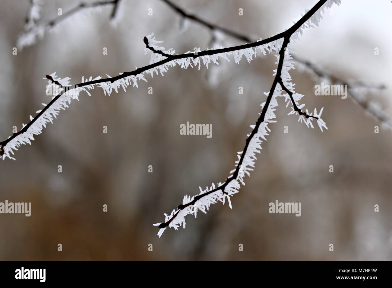 White frozen branches Stock Photo - Alamy