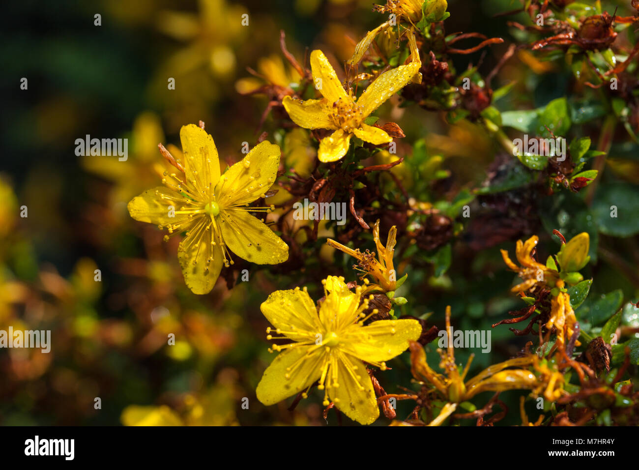 Hypericum perforatum medicine hi-res stock photography and images - Alamy