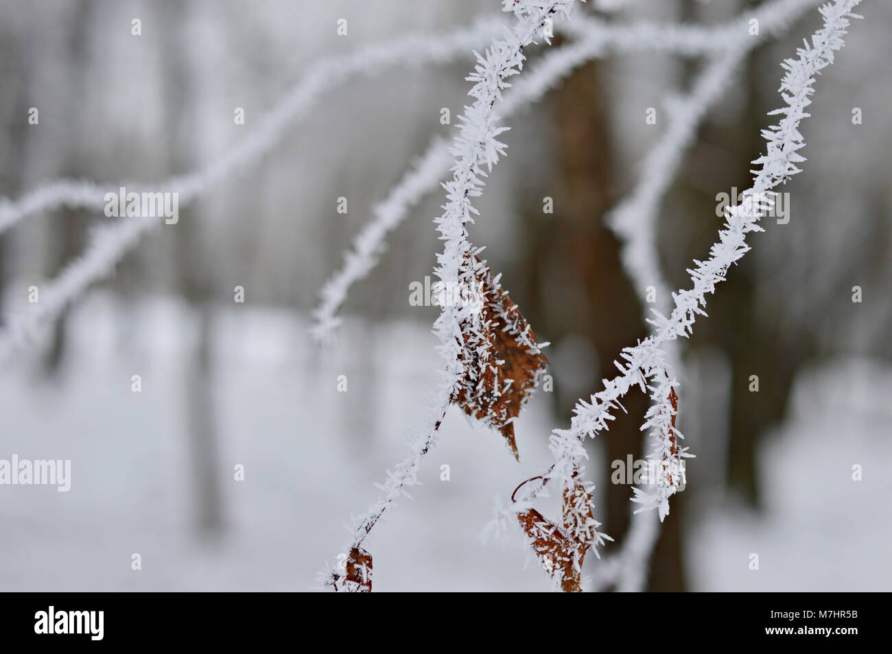 Frozen branch of birch with dry leaf Stock Photo - Alamy