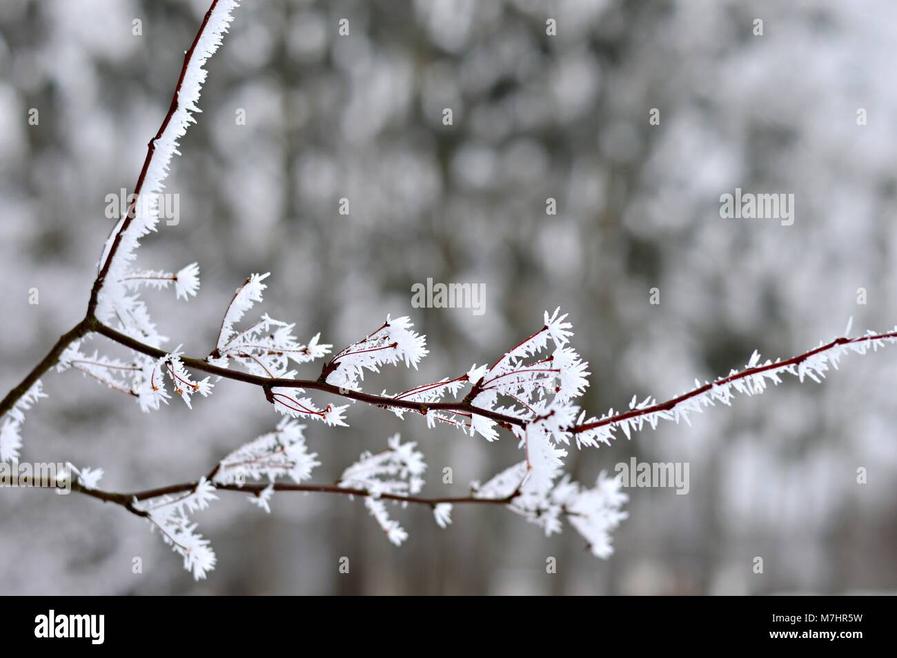 Frozen branches hi-res stock photography and images - Alamy
