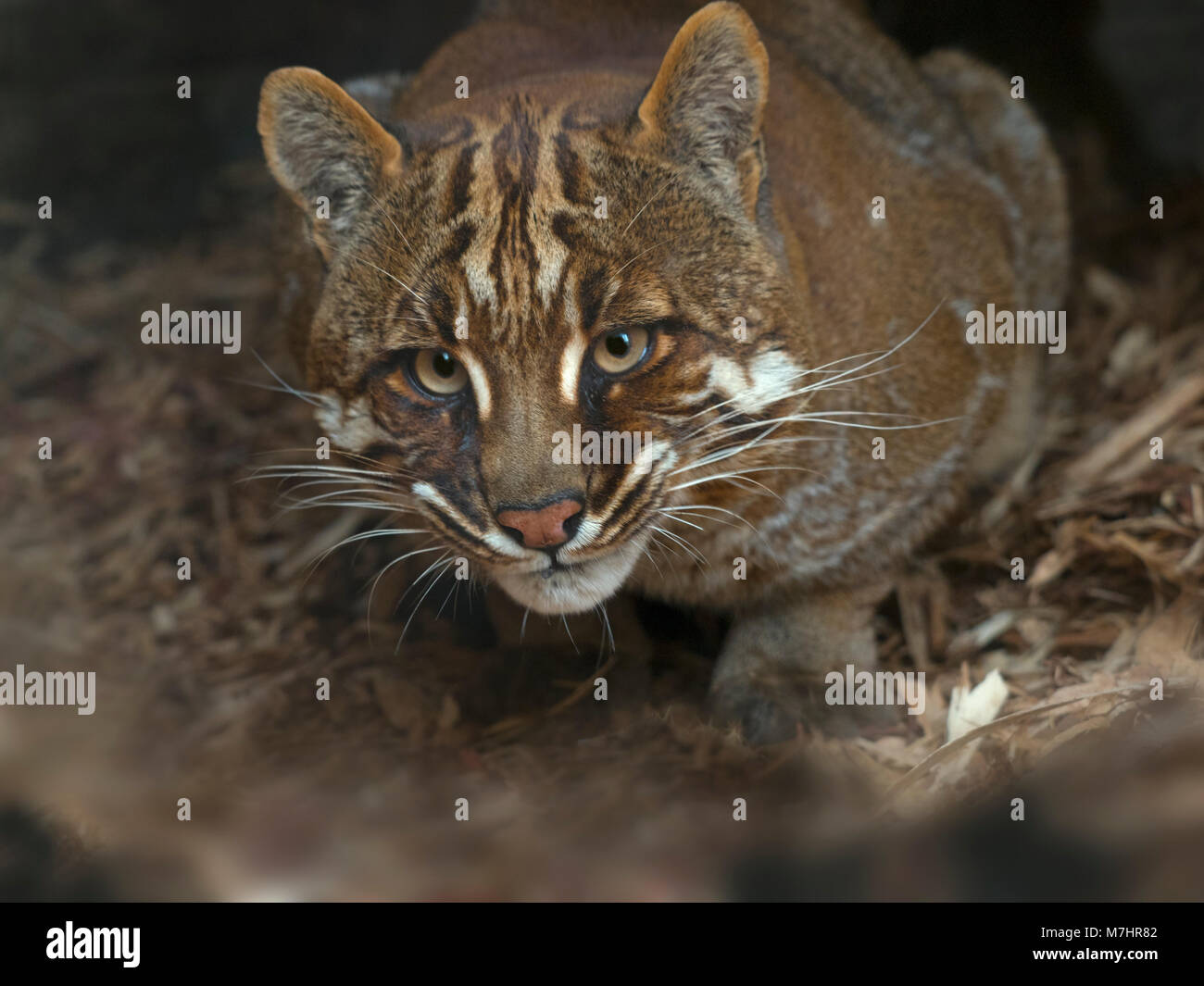 Portrait of an Asian golden cat Catopuma temminckii Stock Photo - Alamy