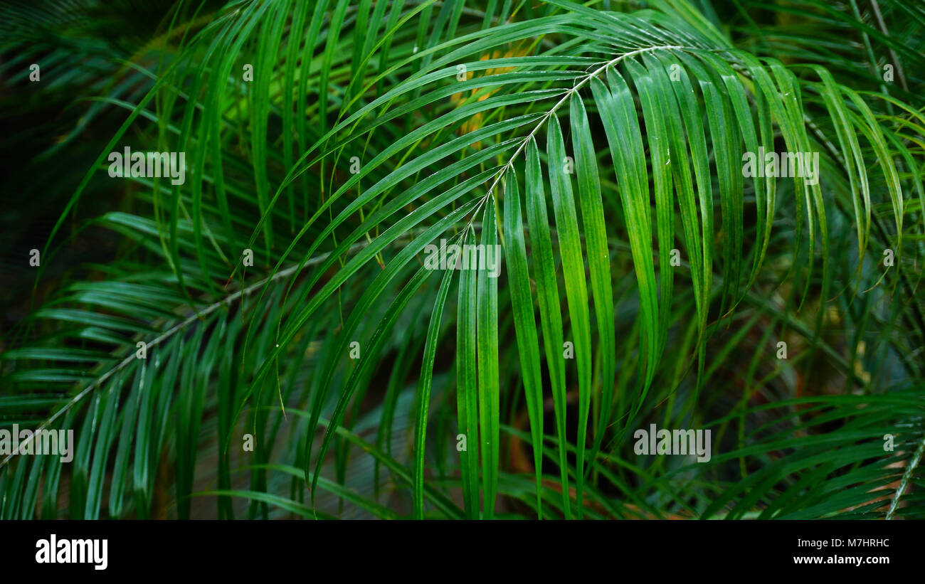 Plants with long green stems, close-up photography Stock Photo - Alamy