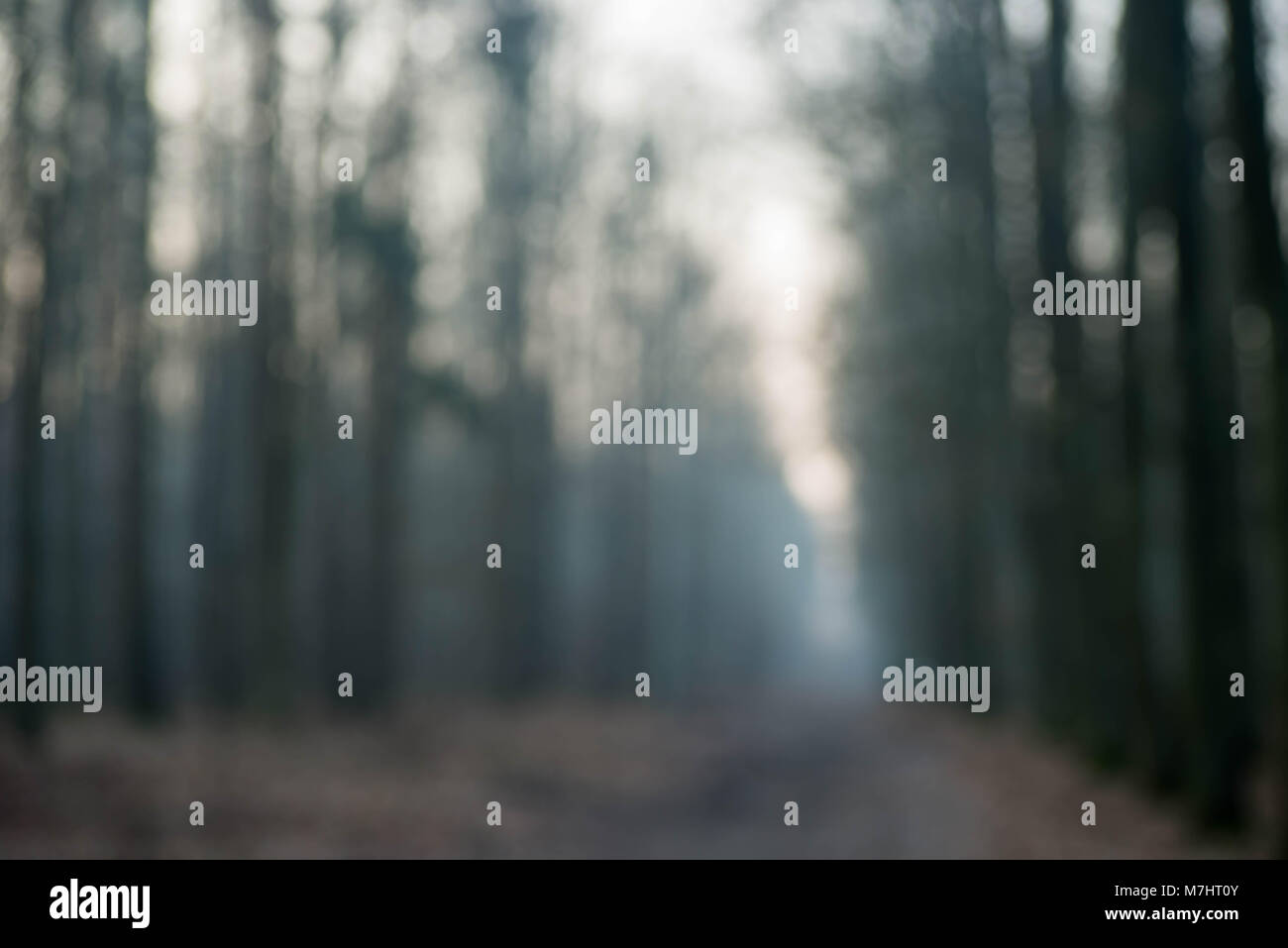 blurred defocused forest background early morning Stock Photo - Alamy