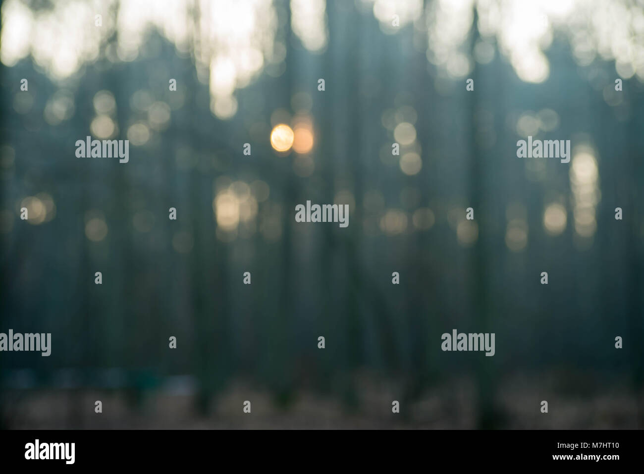 blurred defocused forest background early morning Stock Photo - Alamy