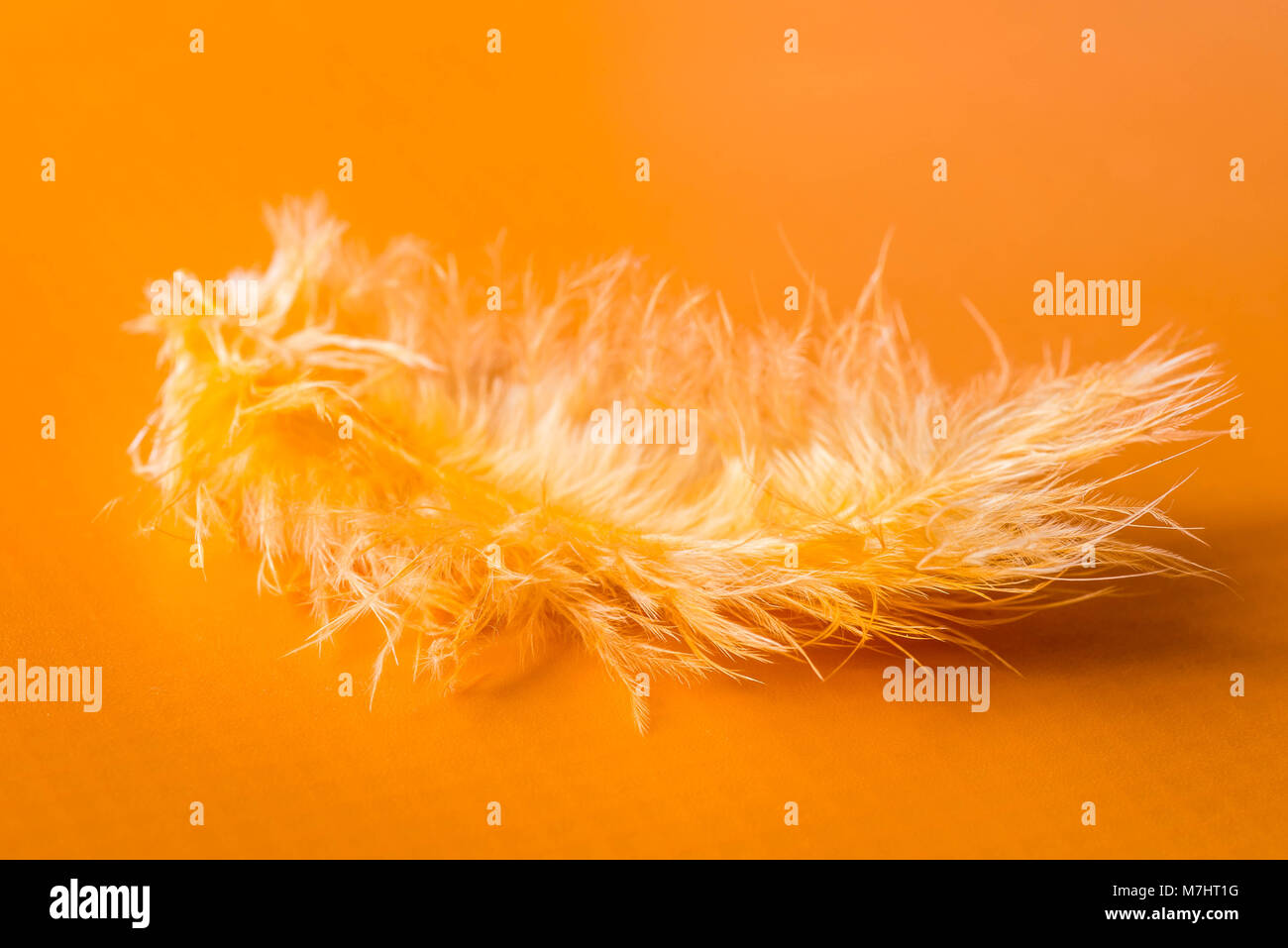 Orange feather bird hi-res stock photography and images - Alamy