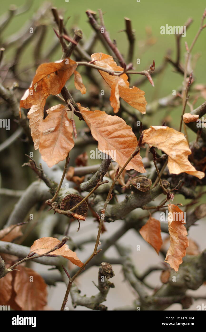 Cut a hedge on a beech hedge hi-res stock photography and images - Alamy