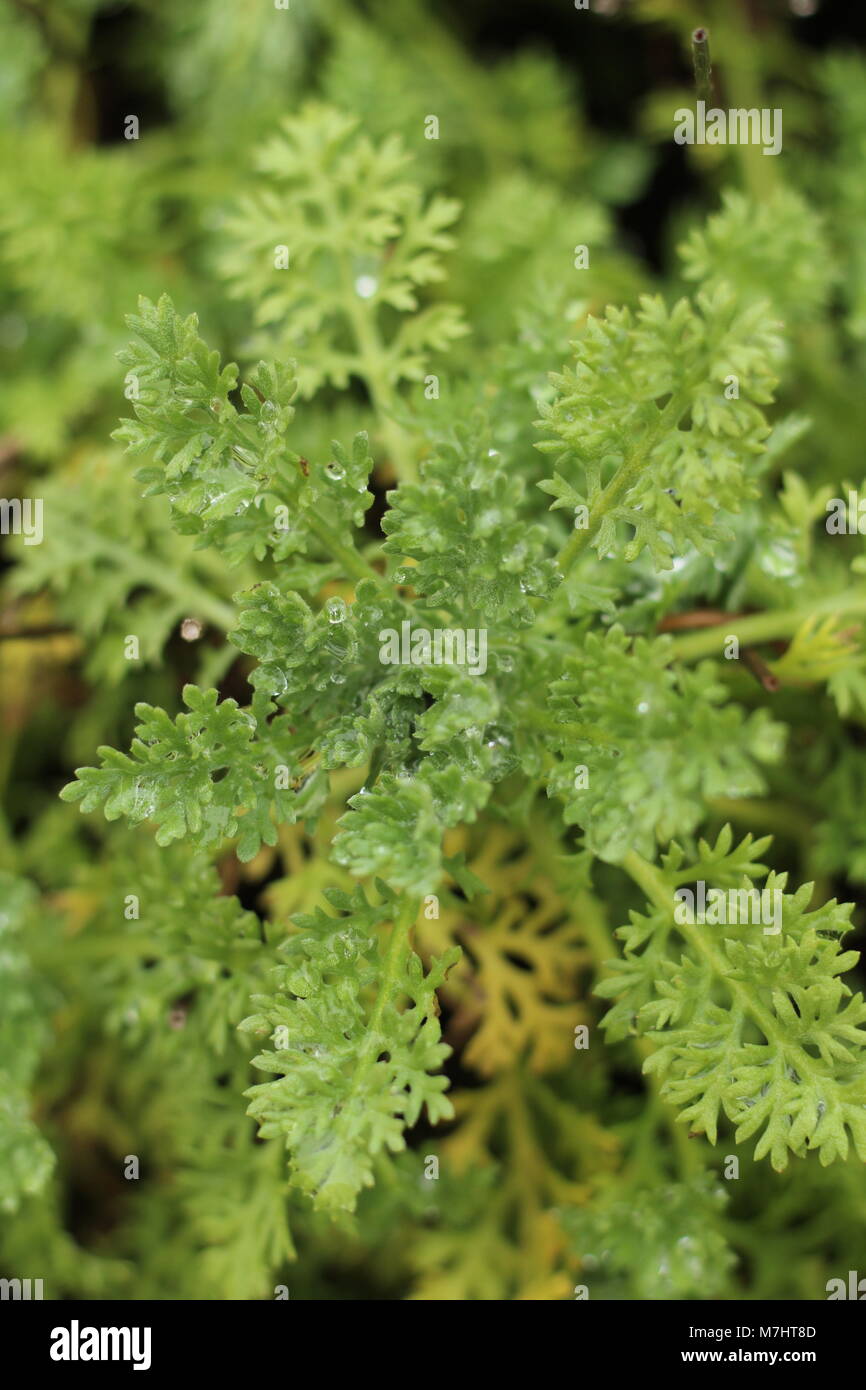 Leafy rainfall hi-res stock photography and images - Alamy
