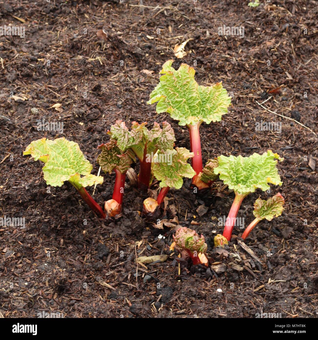 The Rhubarb Garden Stock Photo - Alamy