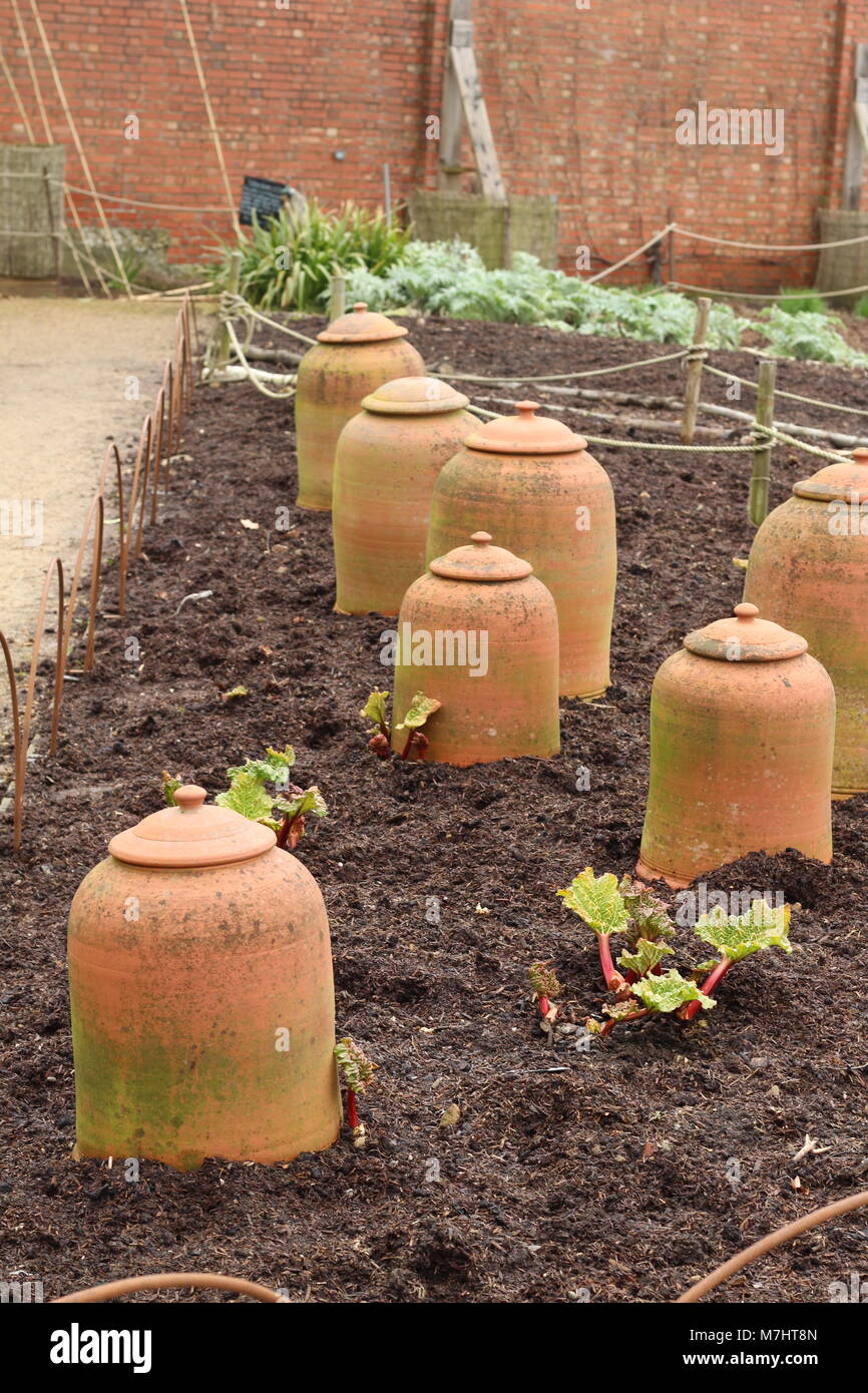 Rhubarb Forcer Pot High Resolution Stock Photography and Images - Alamy