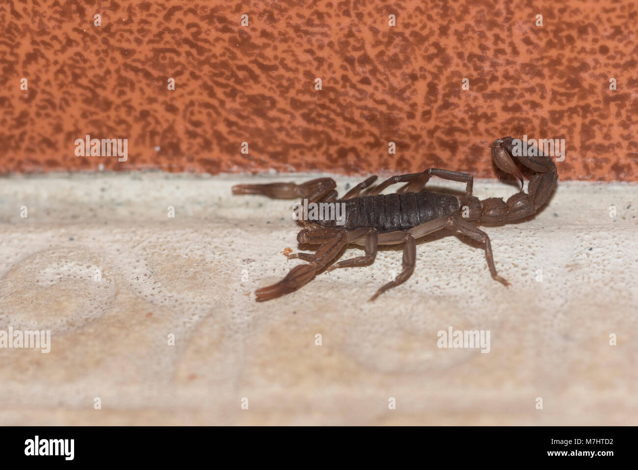 Mexico scorpion hi-res stock photography and images - Alamy