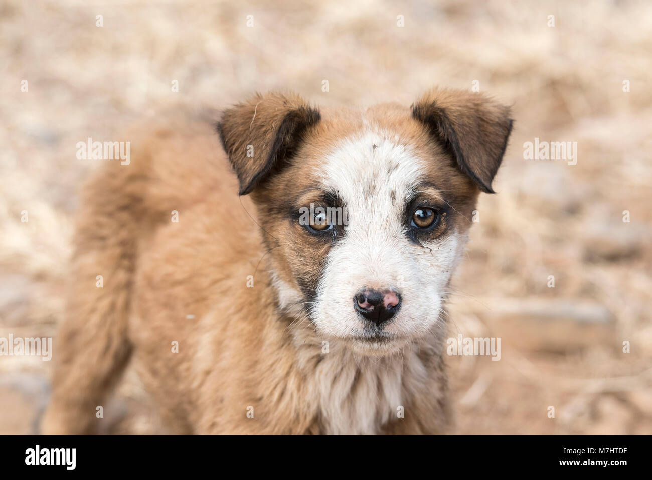 Cute puppy in Mexico Stock Photo - Alamy